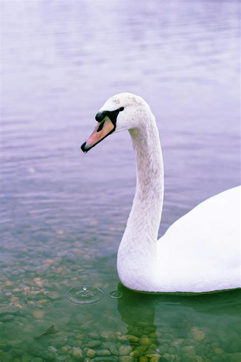 Bigboobanimewallpaper Photos Download The Best Free Bigboobanime