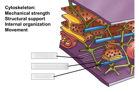 Cytoskeleton Structure