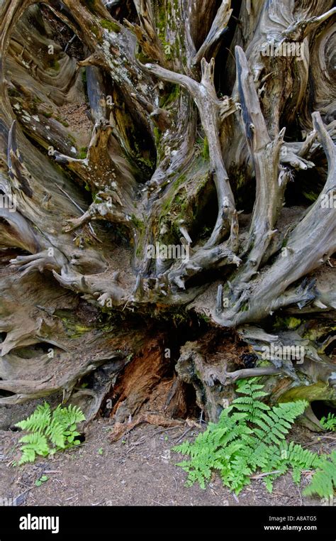 Fallen Giant Sequoia Tree Roots Hi Res Stock Photography And Images Alamy
