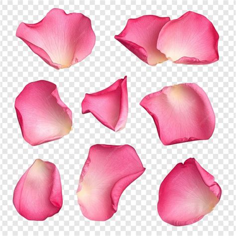 투명한 배경에 분리 된 9 개의 분홍색 장미 잎자루 섬세한 로맨틱한 꽃 요소 디자인 프로젝트 및 발렌타인 데이 카드에 완벽합니다 Ai 생성 Psd
