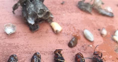 Cut Each Of These Out Of That Nest Except The Far Right One Imgur