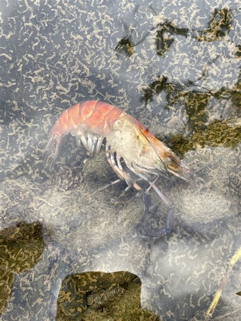 Macrobrachium Lar Fabricius 1798