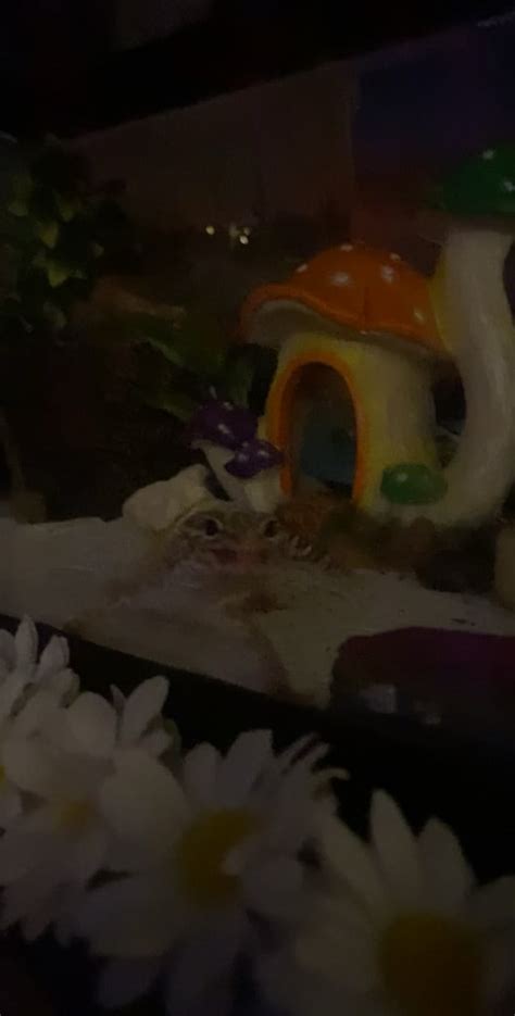 strange behavior in my leo?? (explanation in comments) : r/leopardgeckos