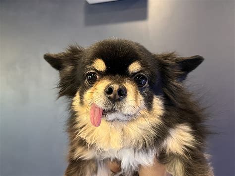 장모치와와 둥이 사모예드특징 스피츠특징 시바견특징 시베리안허스키특징 시츄특징 요크셔테리어특징 웰시코기특징 이탈리아그레이하운드특징 치와와특징 코카스파니엘특징 폼스키특징 폼치