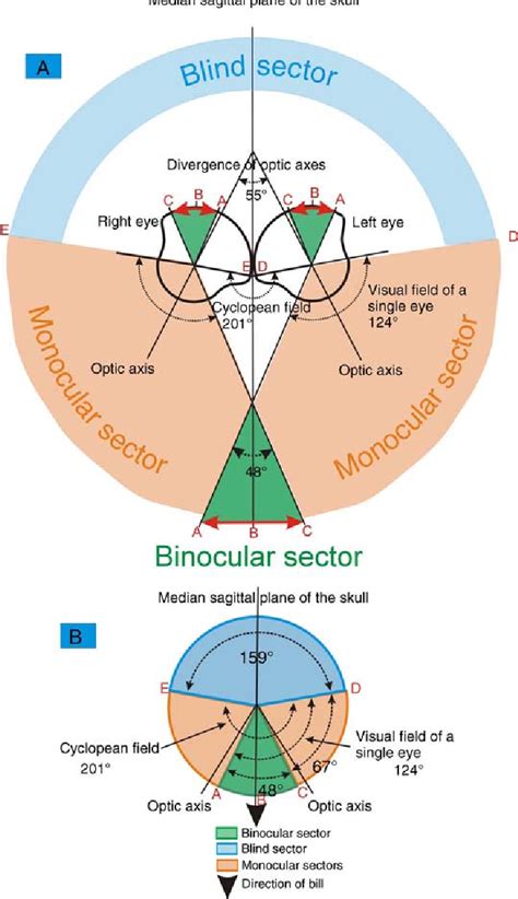 Monocular And Binocular Visual Field At Dorothy Bufkin Blog