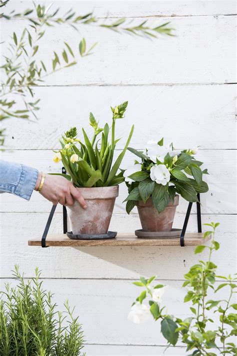 Een Kale Schutting Ziet Er Meteen Gezellig Uit Met Wat Bloeiende Planten Bij Intratuin Heb Je