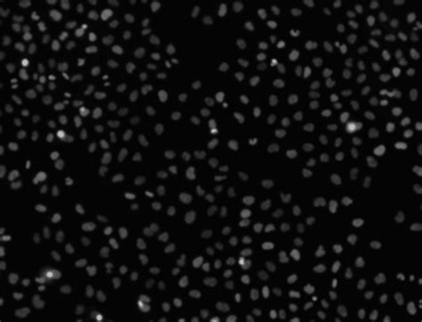 Hands On Introduction To Image Analysis Using Galaxy Introduction To