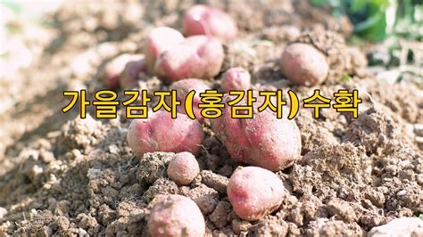 가을감자 수확하기홍감자 Youtube