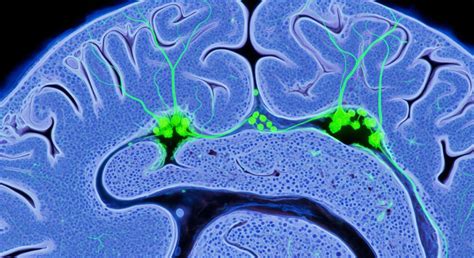 Adult Neurogenesis Stages How Your Brain Creates New Neurons