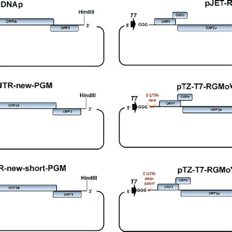Schematic Overview Of Created CDNA Construct Used For RNA Transcription Download Scientific