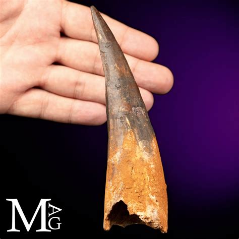 Fossil Tooth Of Spinosaurus Semi Aquatic Predator Spn 03
