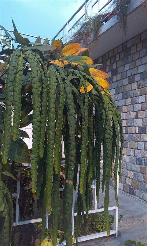 Phyllodium Eflora Of India