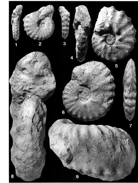 Spiral Fossil Id The Fossil Forum