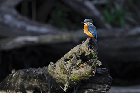 물총새 새 앉아 Pixabay의 무료 사진