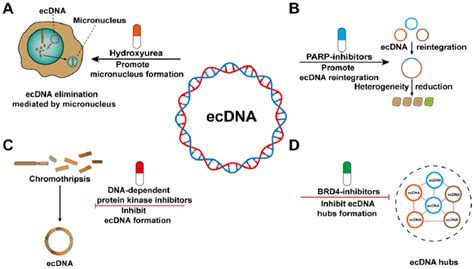 Potential Therapies That Target Ecdna A Ecdna Can Be Eliminated
