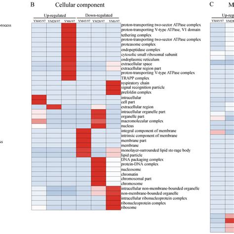 Functional Enrichment Based Clustering Of Deps Go Analysis A