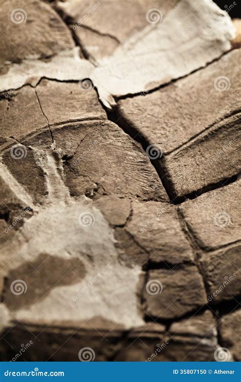 Turtle Shell Fossil Stock Photo Image Of China Neolithic 35807150