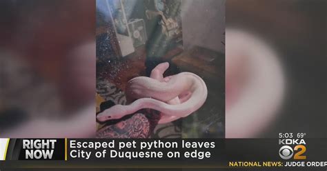 Escaped Pet Python Leaves City Of Duquesne On Edge Cbs Pittsburgh