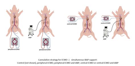 Endothelial And Hemodynamic Function In A Large Animal Model In