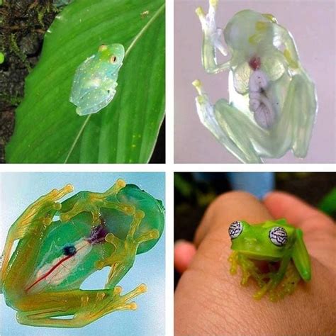 Glass Frogs A Group Of South And Central American Frogs With