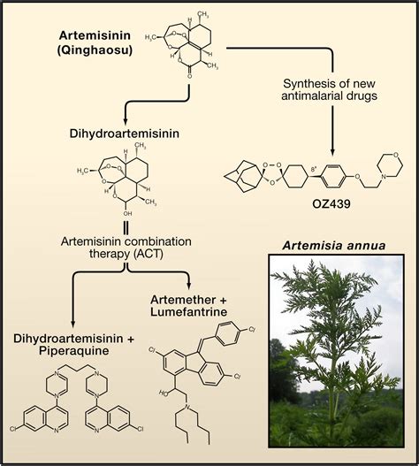 Artemisinin Discovery From The Chinese Herbal Garden Cell
