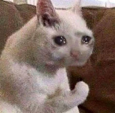 Crying Cat Meme Wallpapers Wallpaper Cave
