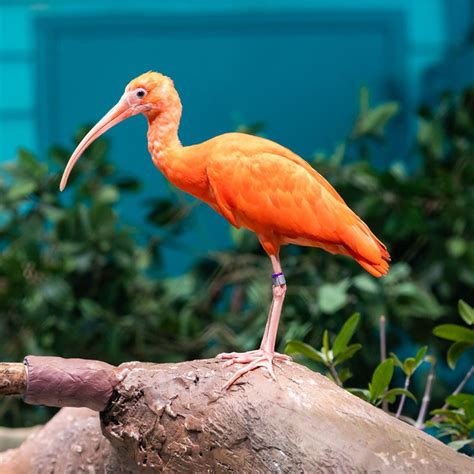 Scarlet Ibis Georgia Aquarium