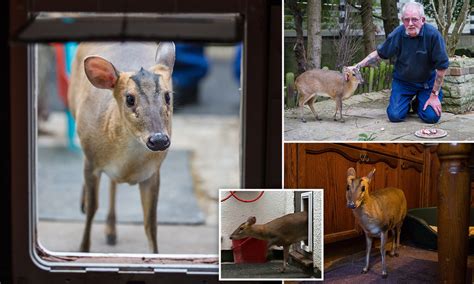 47 Hq Images Muntjac Deer House Pet Muntjac Deer High Resolution