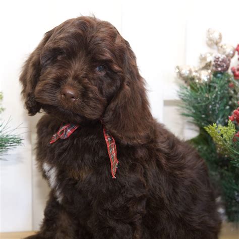 Cockapoo Ridgetop Kennels