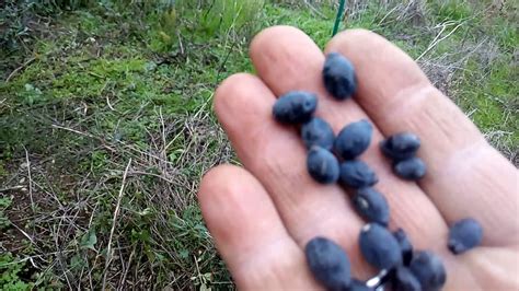 شجرة الريحان شجرة الأس Le Myrte Youtube