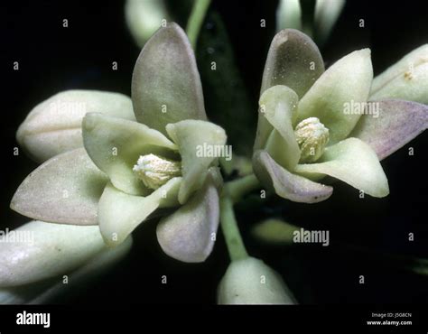 Flower Plant Flora Nature Blumenpflanze Holboellia Latifolia