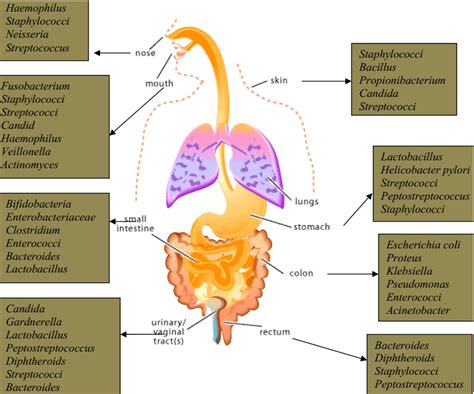 Normal Flora The Gutairway Microbiome Axis In Health And