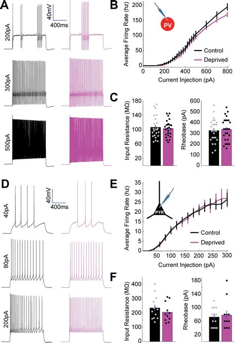 Sensory Experience Inversely Regulates Feedforward And Feedback