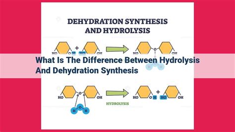 Hydrolysis Vs Dehydration Synthesis Essential Chemical Reactions For Life