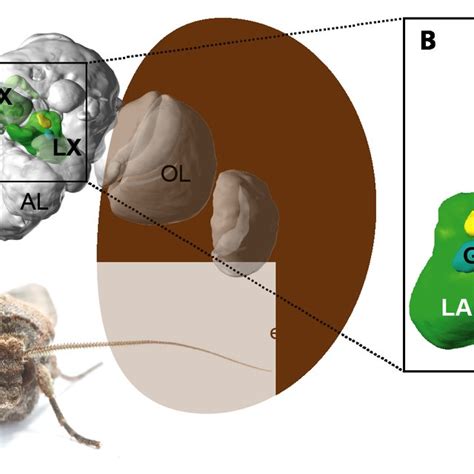 Insect Brain And Central Complex Lateral Complex Anatomy A The