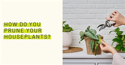 How Do You Prune Your Houseplants
