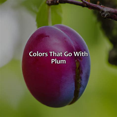 What Color Goes Well With Plum At Darrel Parr Blog