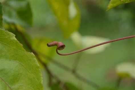 My Babe Vegetable Garden Tendrils Of Markisa Passion Fruits