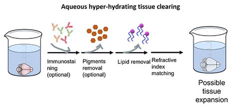Tissue Clearing Methods And Applications For Fluorescence Imaging