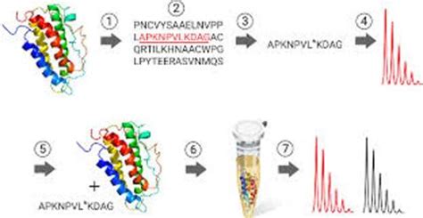 Isotopically Labeled Standards
