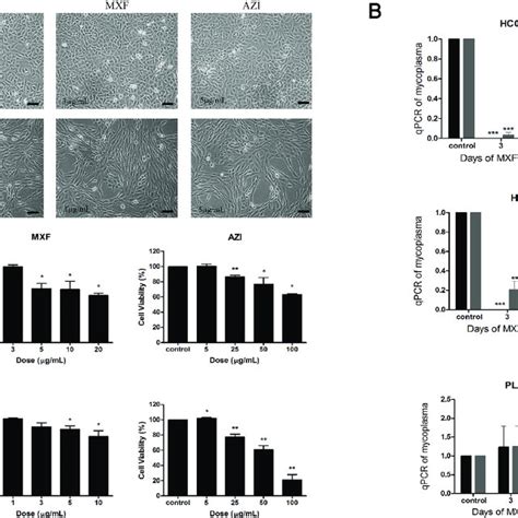 The Cytotoxic And Anti Mycoplasma Effect Of Anti Mycoplasma Antibiotics