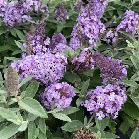 Vlinderstruik Buddleja Davidii Butterfly Candy® Little Lila