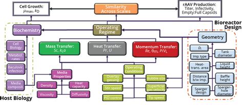 Exploring Principles Of Bioreactor Scale Up