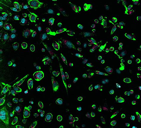 Research Laboratory Of Molecular Toxicology Nanobiotecchnology