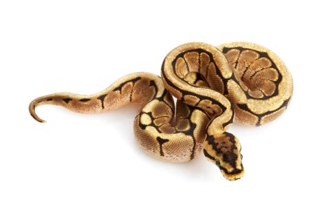 Spider Ball Python Morph Everything You Need To Know Reptile Advisor
