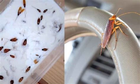 Guna Je Bahan Ini Halau Lipas Dalam Kereta Pasti Jadi