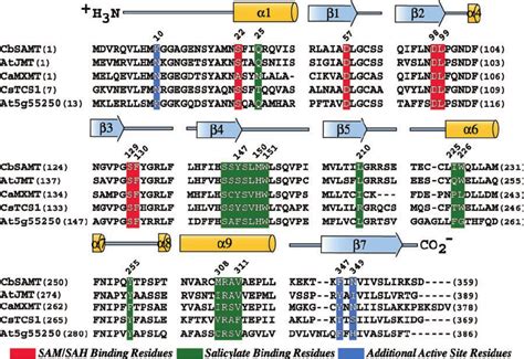 Partial Sequence Alignment Of Representative Samt Like
