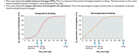 Solved Exploring The Cooperative Binding Of Oxygen I Did
