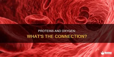 Proteins And Oxygen Whats The Connection Medshun
