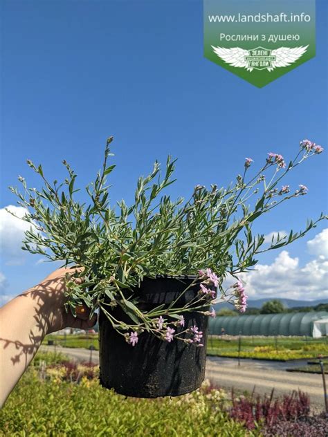 Gypsophila repens 'Rosea', Гипсофила ползучая 'Розеа'|landshaft.info